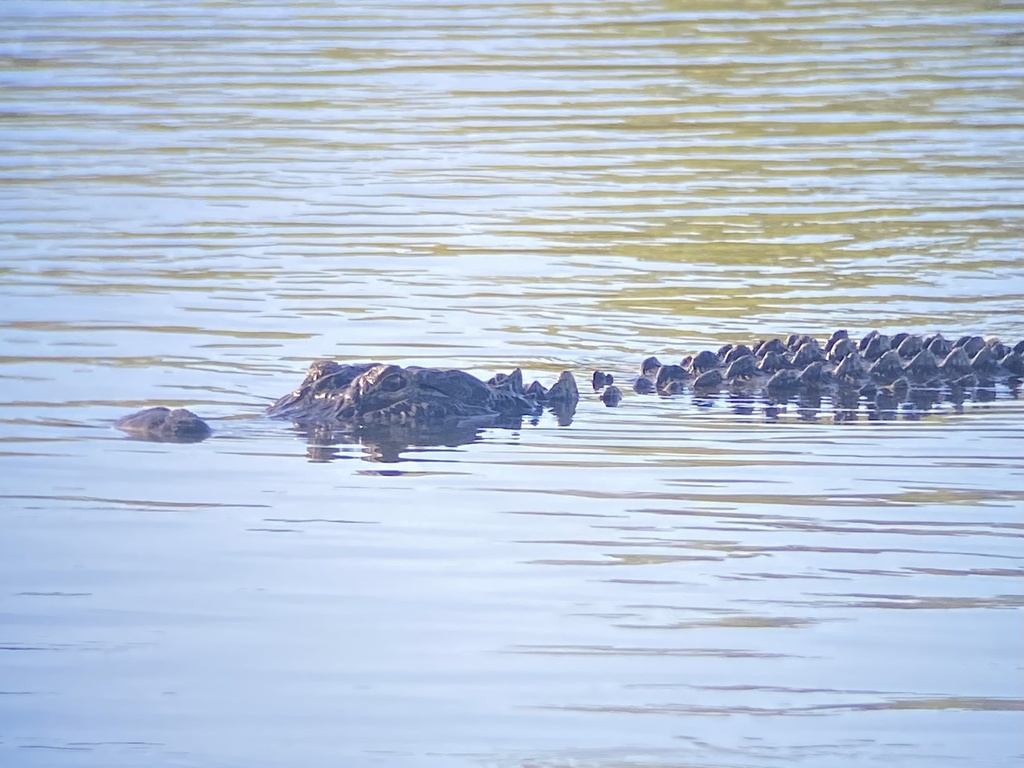 American Alligator from Turtle Island, Naples, FL, US on November 21 ...