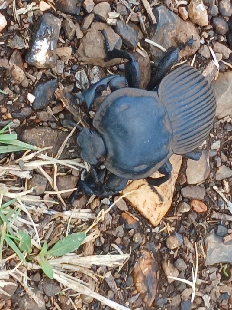 Elephant Armoured Darkling Beetle from Phiring, South Africa on ...
