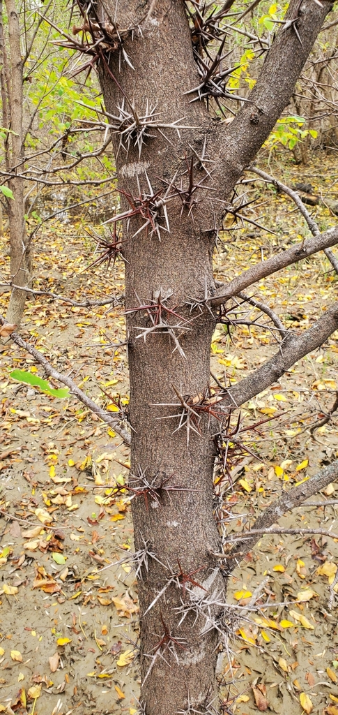 honey locusts from Grand Prairie, TX 75052, USA on November 21, 2023 at ...