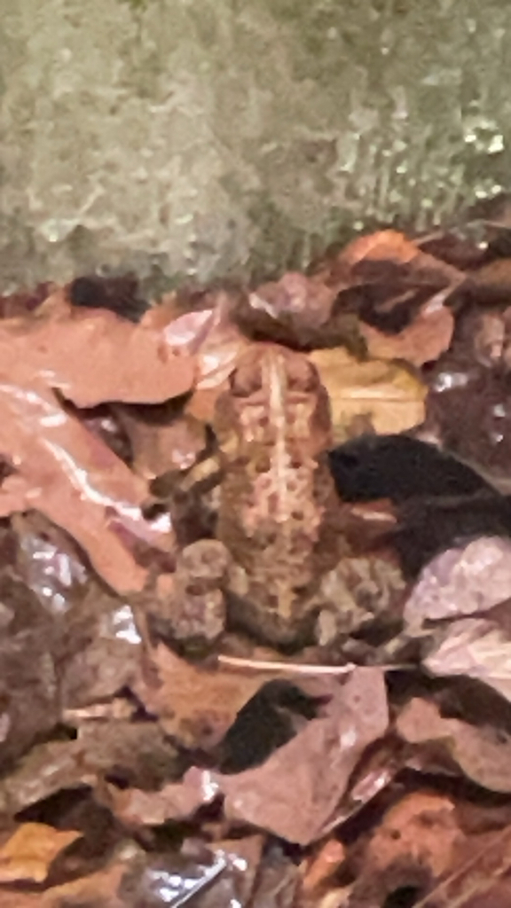 American Toad from Bridgeville on November 21, 2023 at 01:05 PM by ...