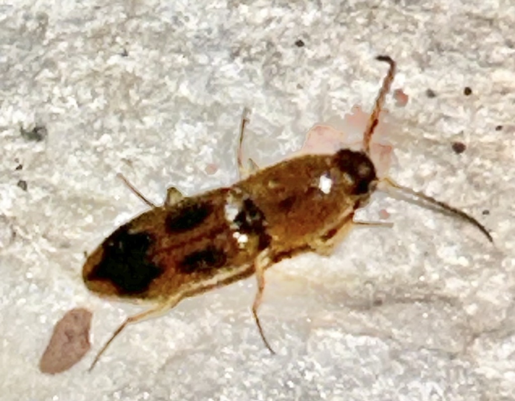 Sweet Click Beetle from Sunset Path, Mayer, AZ, US on August 29, 2023 ...