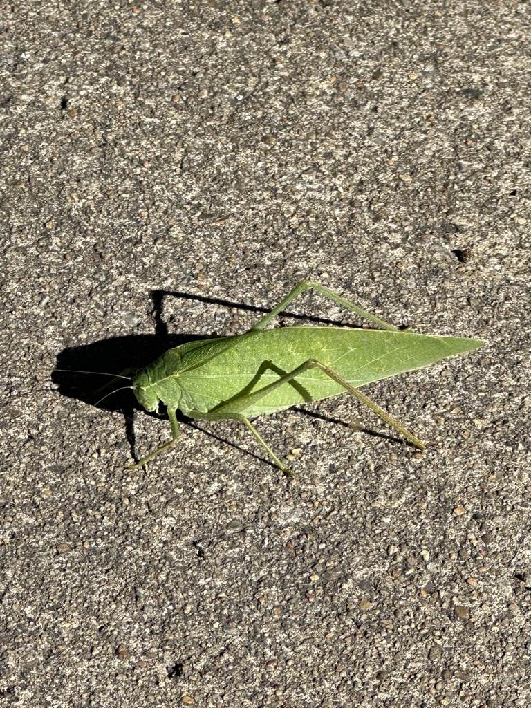 Modest Katydid from Prince–Beckley, Prince, WV, US on November 19, 2023 ...