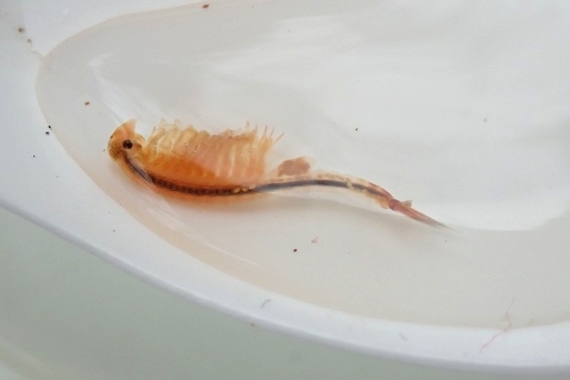 Springtime Fairy Shrimp in March 2023 by Claire O'Neill. Vernal pool ...