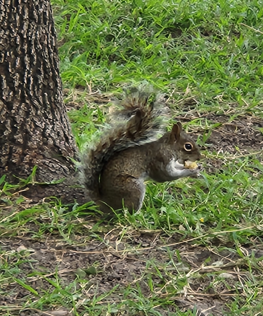 Allen's Squirrel from Lateral Constitución & Rafael Ramírez, Centro ...