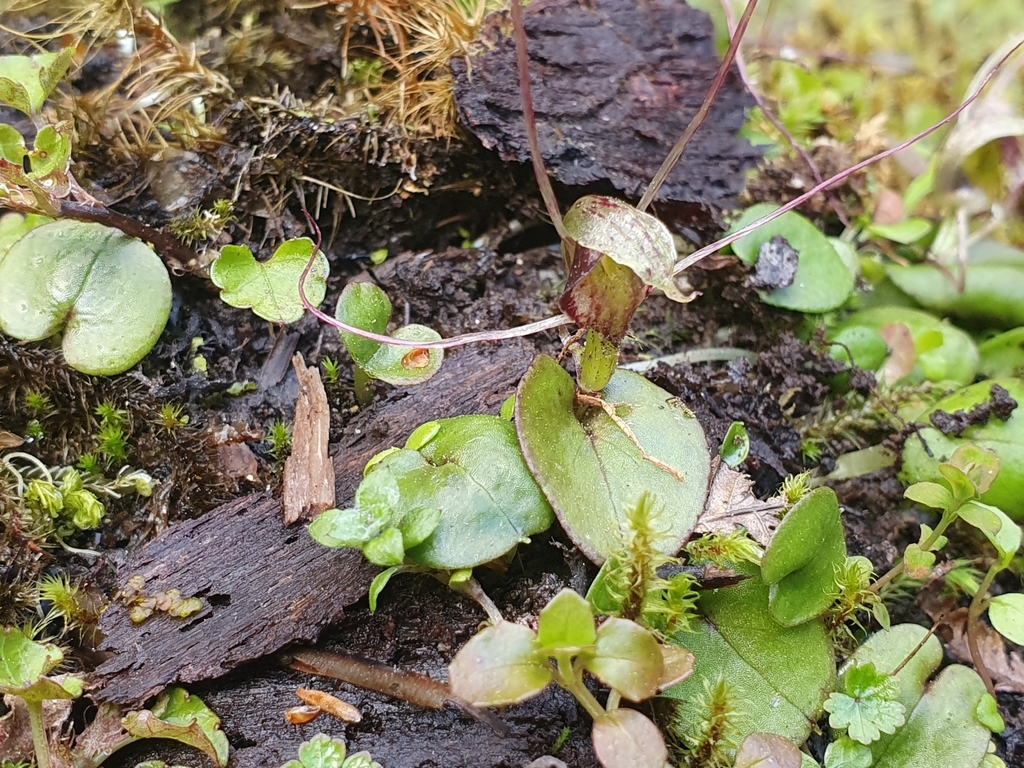 Corybas hatchii from Southland 9691, New Zealand on November 8, 2023 at ...