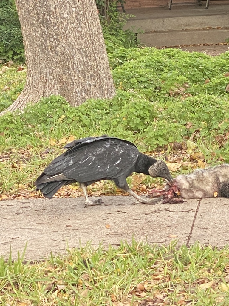 Black Vulture from Rugged Dr, Dallas, TX, US on November 21, 2023 at 12 ...