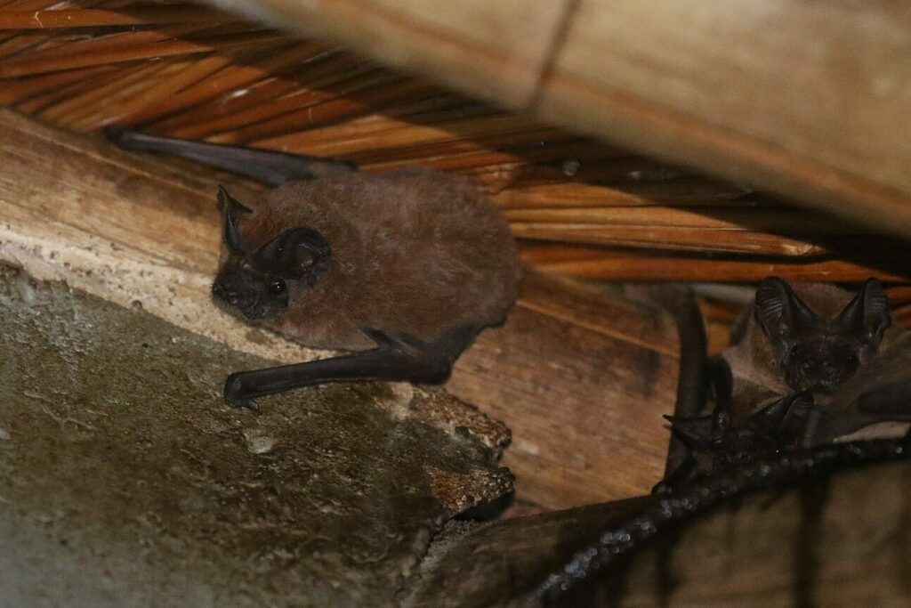 Angolan Free-tailed Bat from Lubuli, SZ-LU, SZ on October 10, 2023 at ...