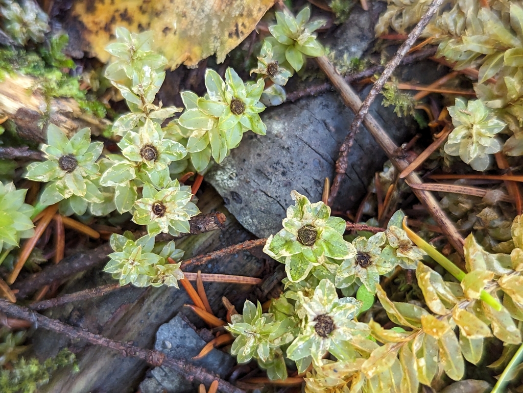 fan moss from Duvall, WA 98019, USA on November 21, 2023 at 10:42 AM by ...