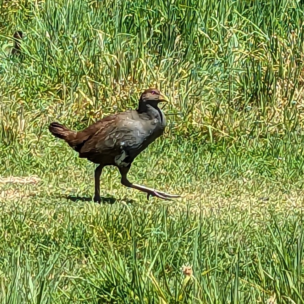 Tasmanian Native-hen from Eugenana TAS 7310, Australia on November 20 ...
