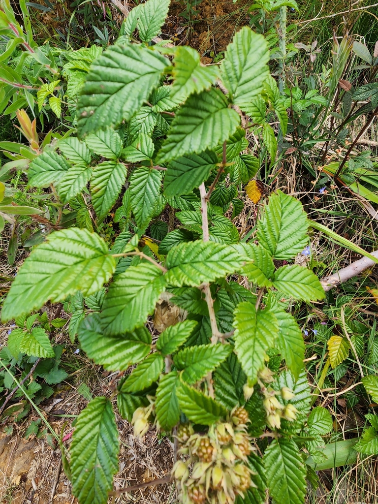 South African Raspberry from Helderberg Nature Reserve, Cape Town, 7135 ...