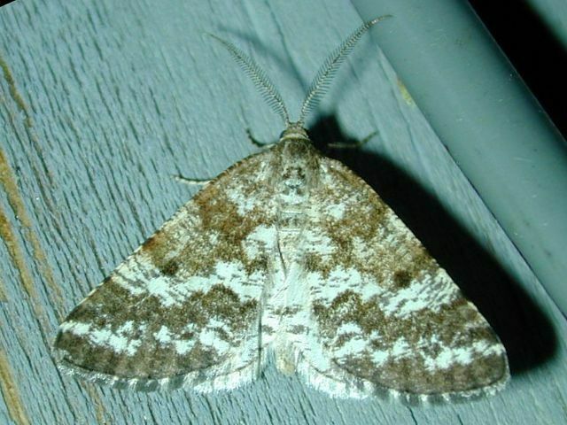 Powder Moth from Hubbard Pines, Litchfield, CT, USA on July 6, 2002 at ...
