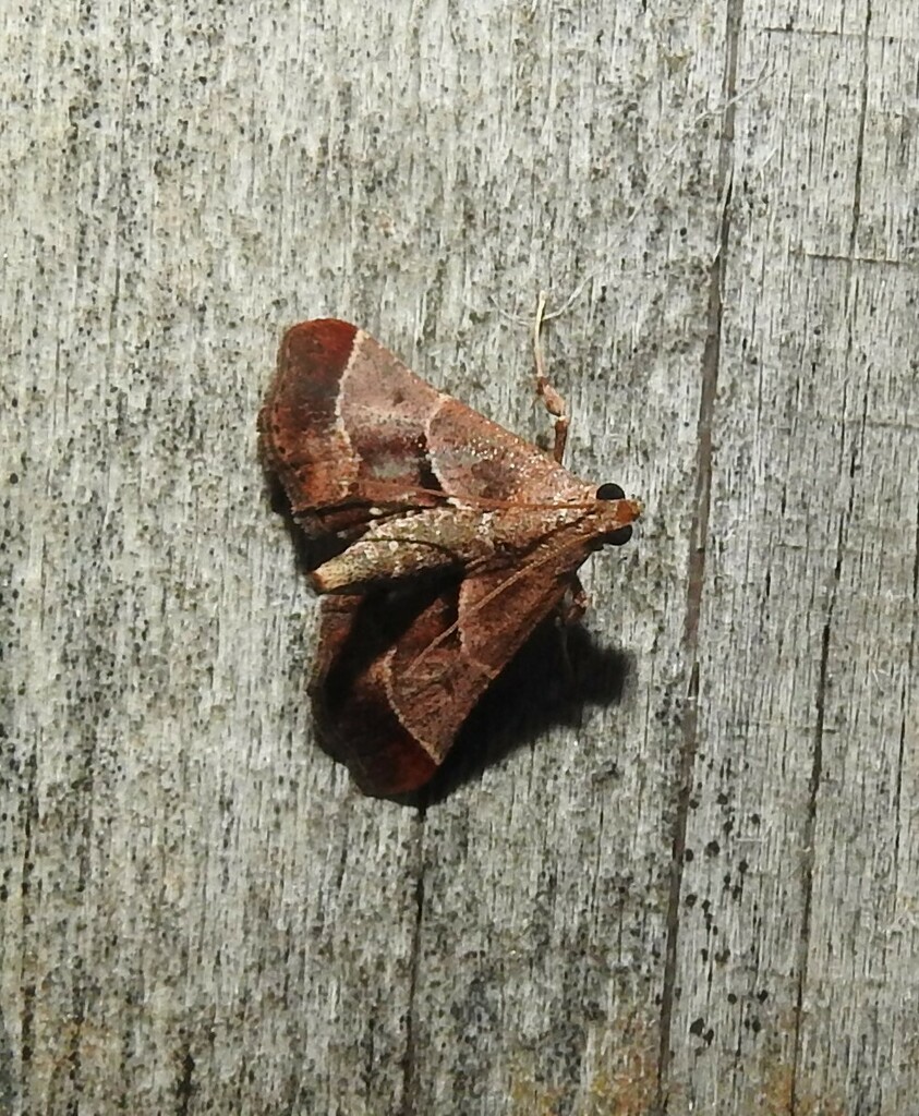 Wattle Gall Moth from Russell, New Zealand on 21 November, 2023 at 03: ...