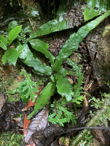 Tectaria prolifera · iNaturalist Mexico