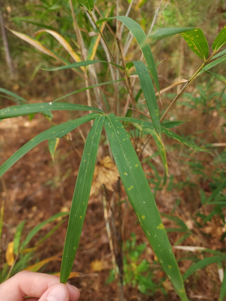 switch cane from Charleston County, US-SC, US on November 20, 2023 at ...