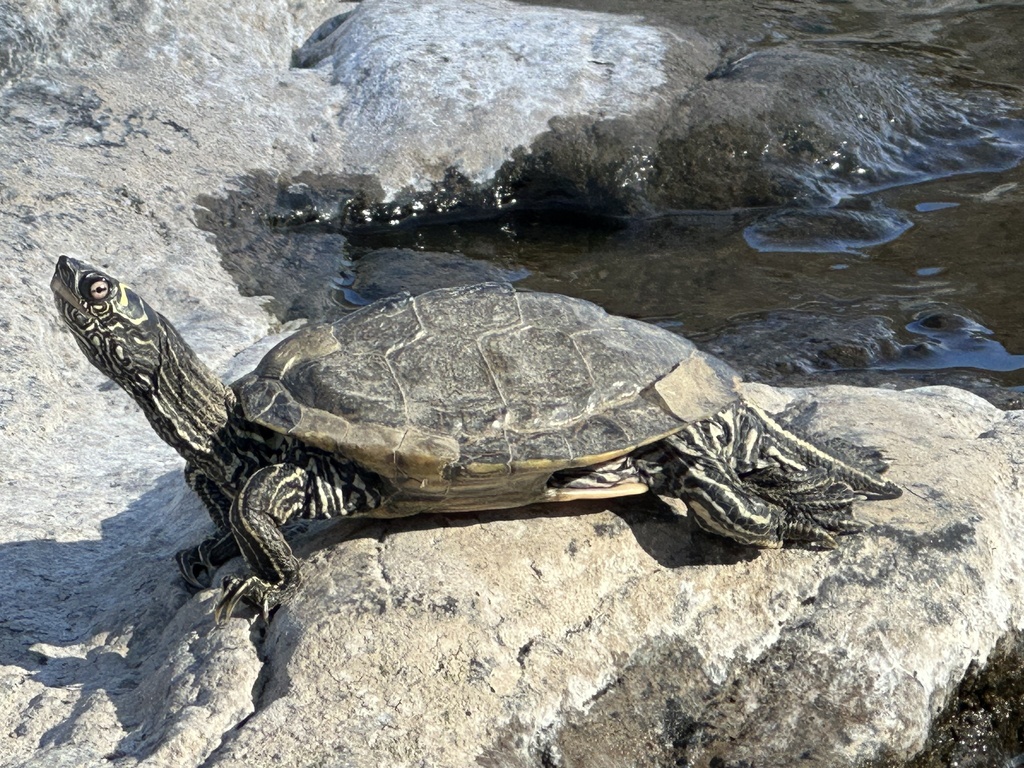 False Map Turtle in November 2023 by klefkovitz · iNaturalist