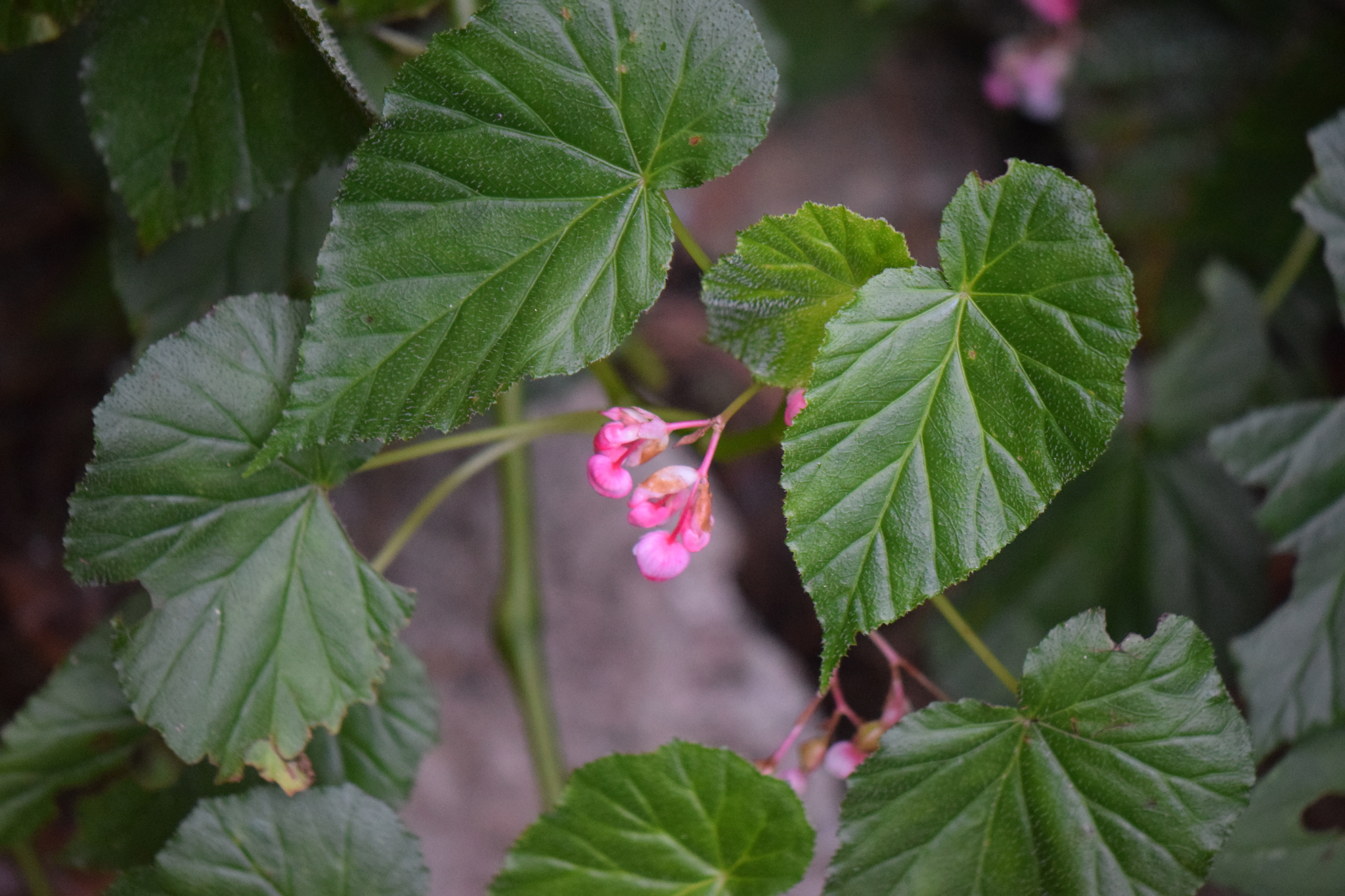 Begonia oaxacana A.DC.