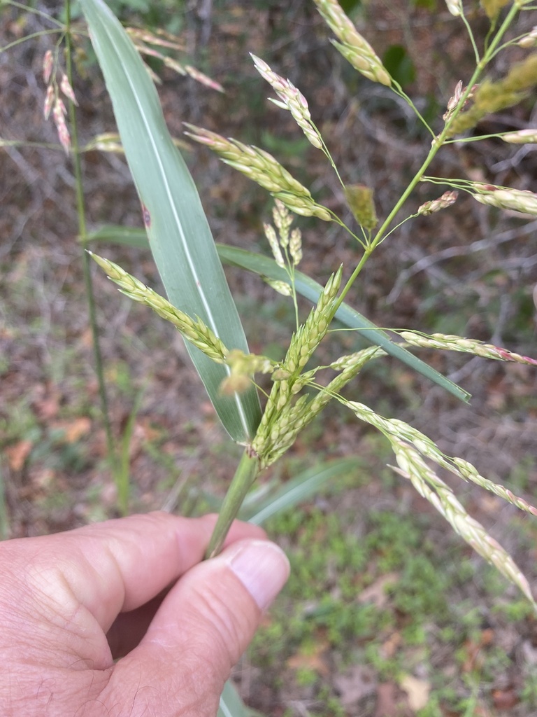 Johnson grass from N Bowman Springs Rd, Arlington, TX, US on November ...