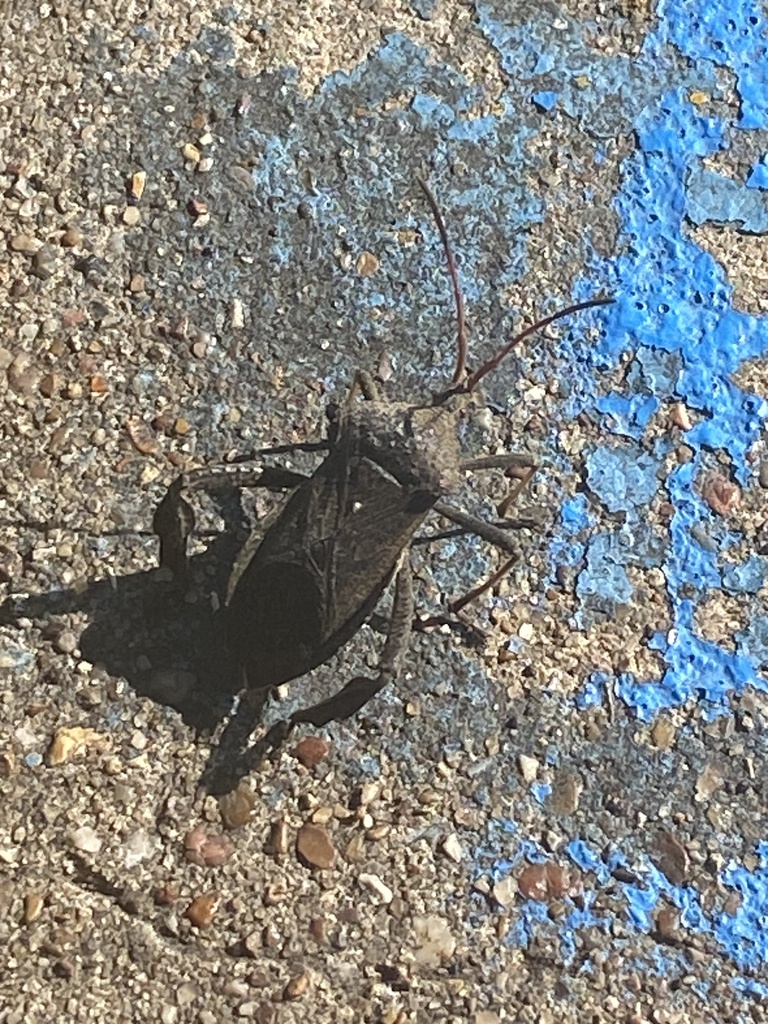 Florida Leaf-footed Bug from River Legacy Park, Arlington, TX, US on ...
