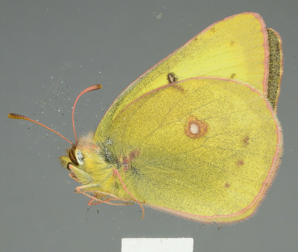 Colias philodice eriphyle from Duck Lake No. 463, SK, Canada on May 20 ...