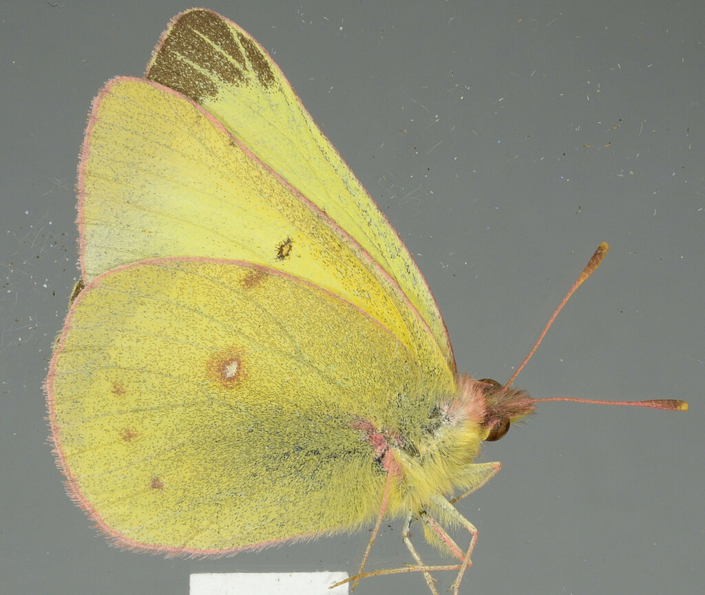 Colias philodice eriphyle from Duck Lake No. 463, SK, Canada on May 20 ...