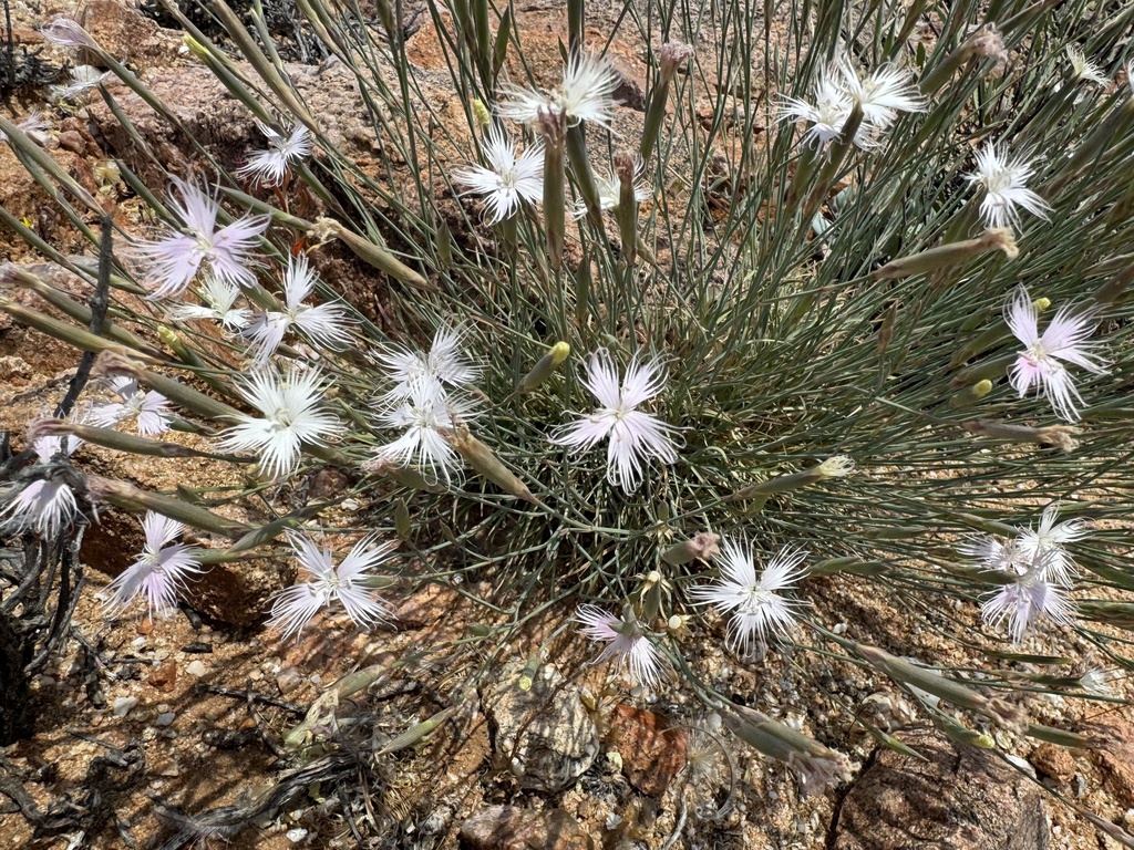 carnations from Steinkopf Rural, Springbok, NC, ZA on October 27, 2023 ...