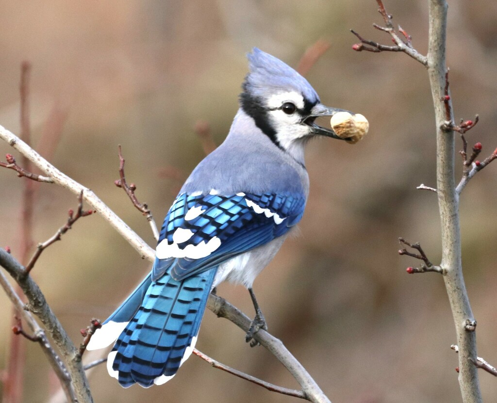 Blue Jay from Second Woods Park, St. Catharines, ON, Canada on November ...