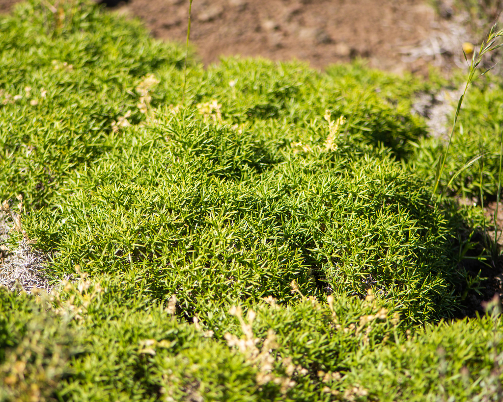 Azorella prolifera from Chacabuco, Región Metropolitana, Chile on 21 ...
