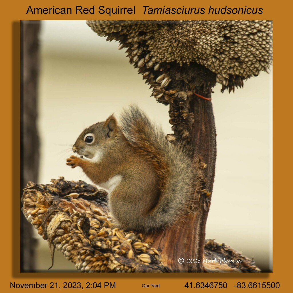 American Red Squirrel from Reynolds Corners, Toledo, OH, USA on ...