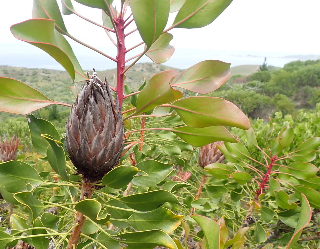 King Protea from Uitzigt 216 Portion 71, Brenton-on-Sea, 6570, South ...