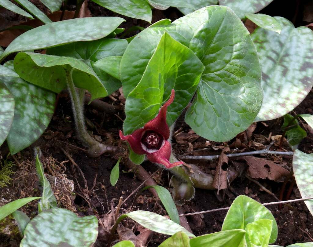 Canadian wild ginger from Anderson County, TN, USA on April 2, 2022 at ...