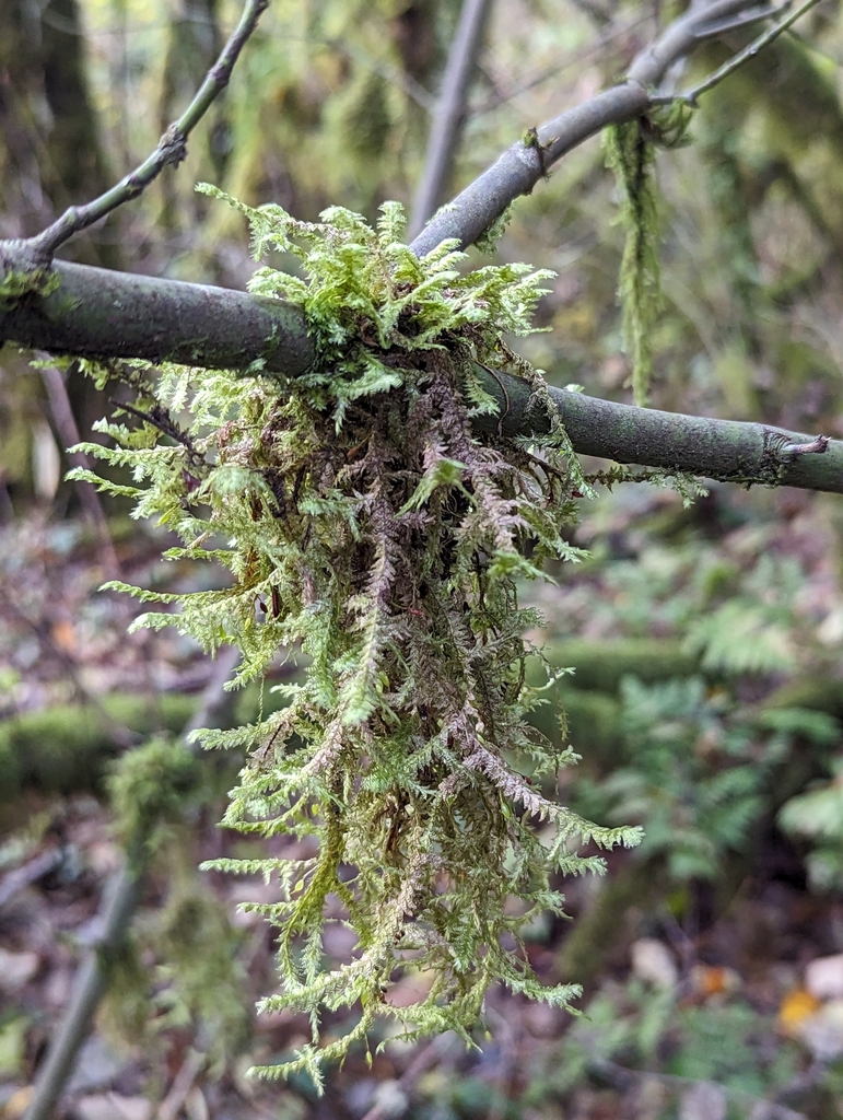 Neckera from Duvall, WA 98019, USA on November 21, 2023 at 10:32 AM by ...