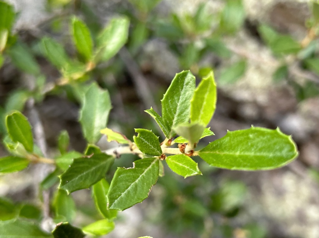 Canyon White Oak (Quercus barrancana) - Botanical Realm