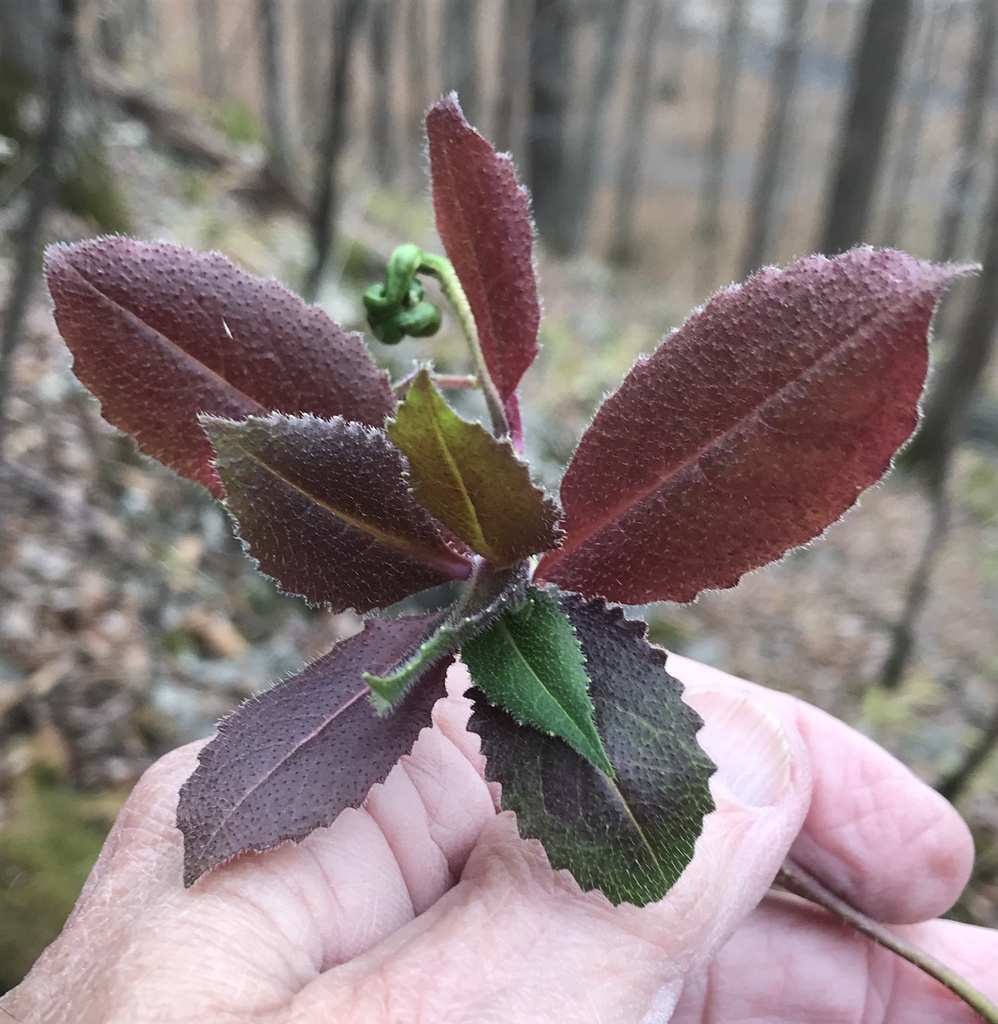 Hesperis from Manlius, NY, US on November 17, 2023 at 10:52 AM by ...