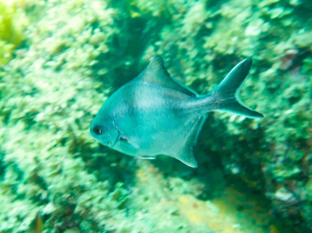Sea Sweep from Rapid Bay jetty on November 19, 2023 at 12:42 PM by ...