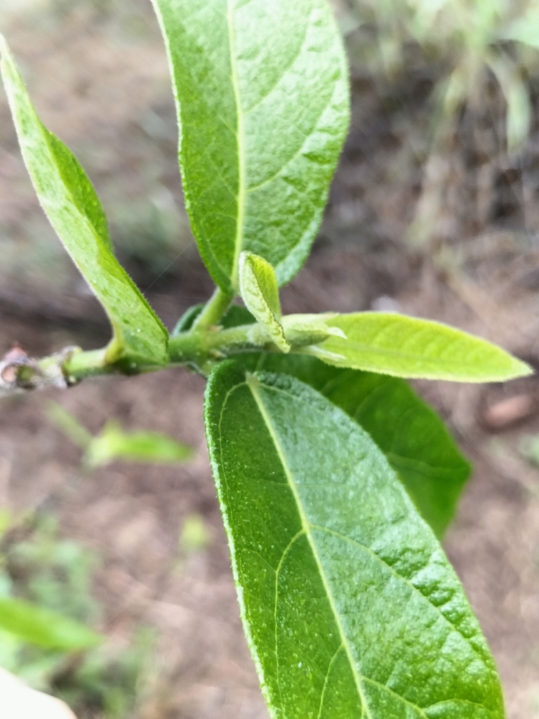 Figs in November 2023 by Jacinda. Self seeded, leaves like sandpaper ...