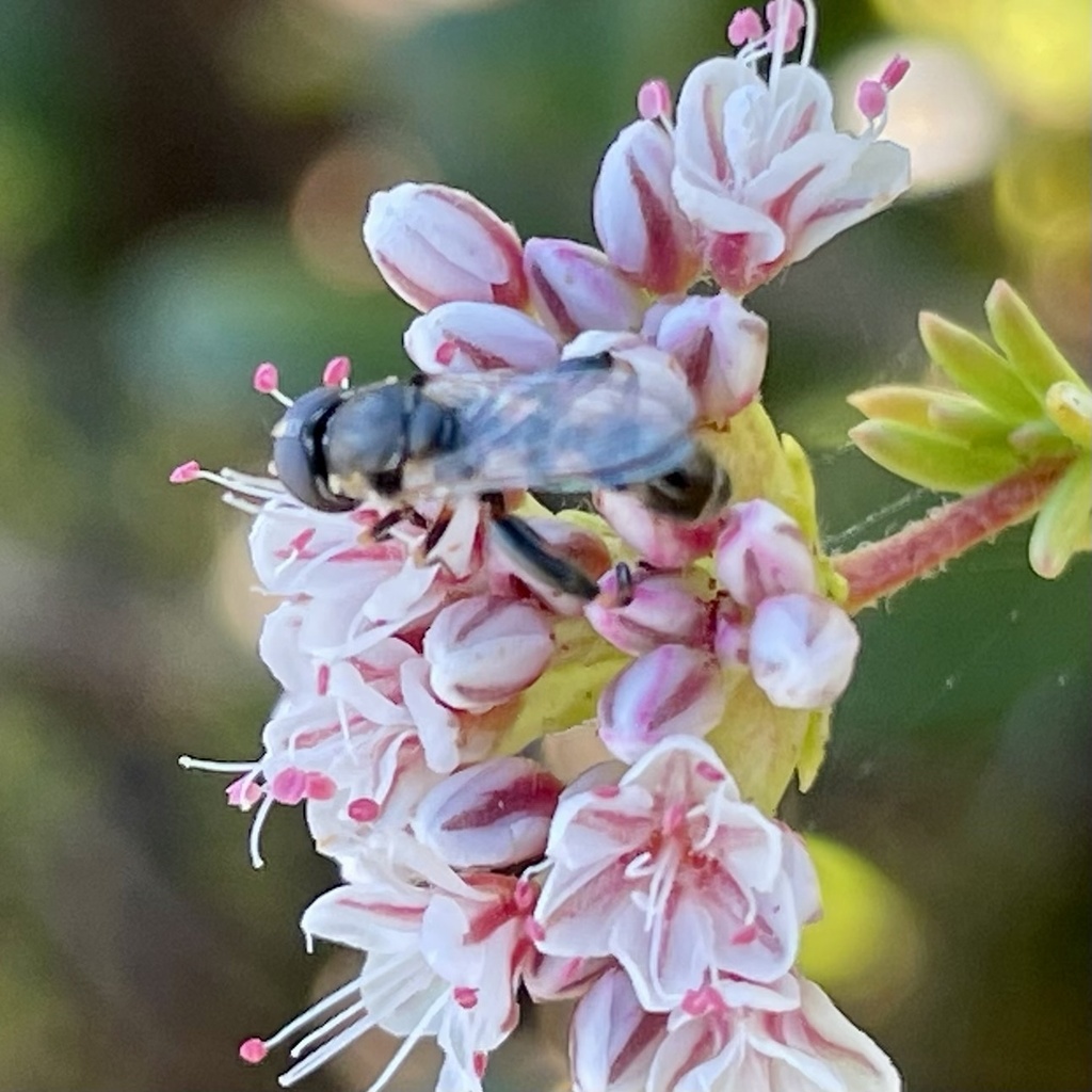 Thick-legged Hover Fly from Cabrillo National Monument, San Diego, CA ...