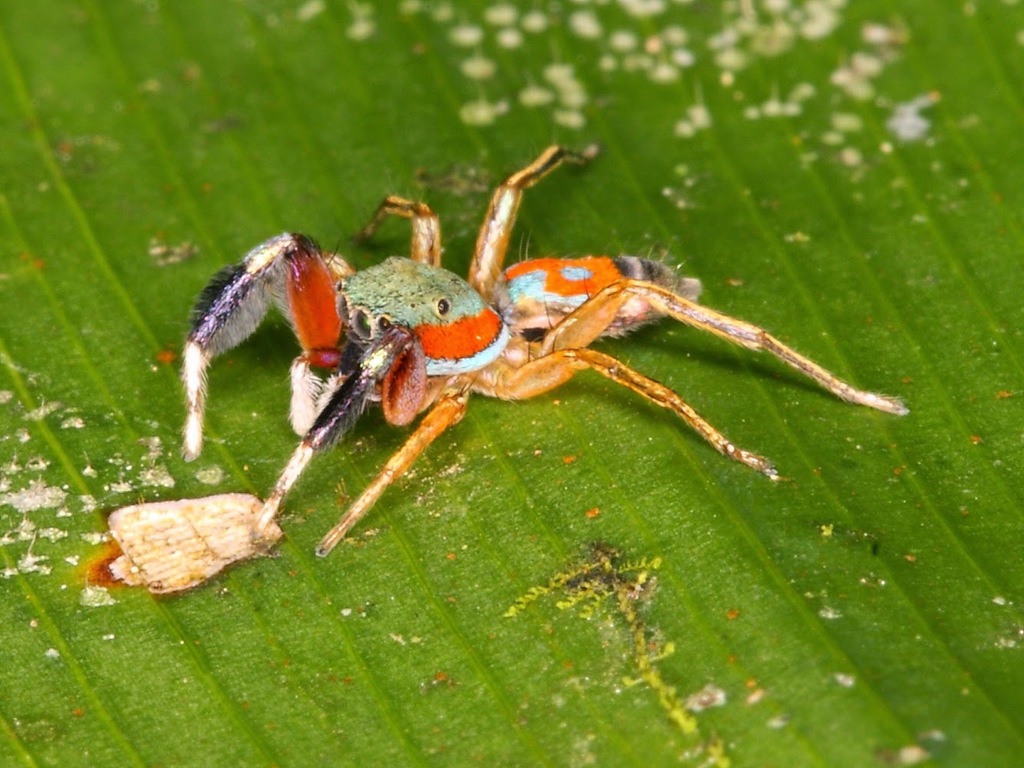 Jade Jumping Spider from Amo, Brunei on 10 February, 2015 at 10:04 PM ...
