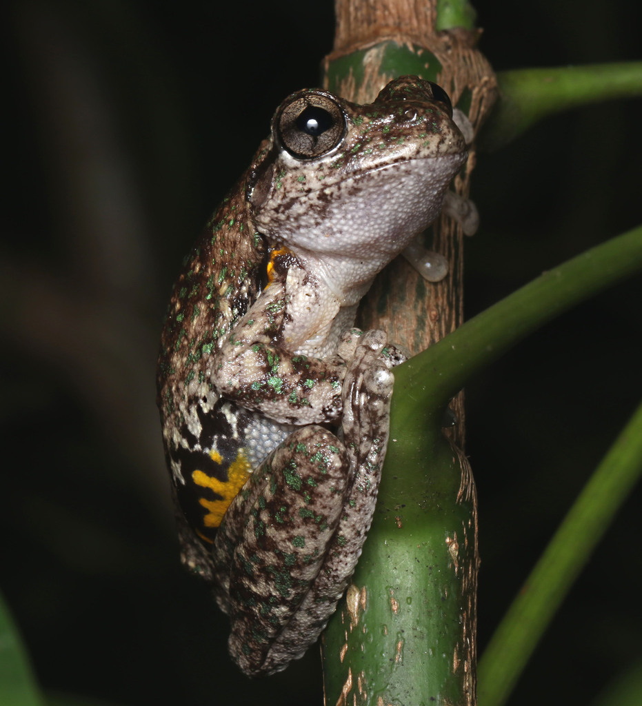 Peron's Tree Frog in October 2023 by juliegraham173 · iNaturalist