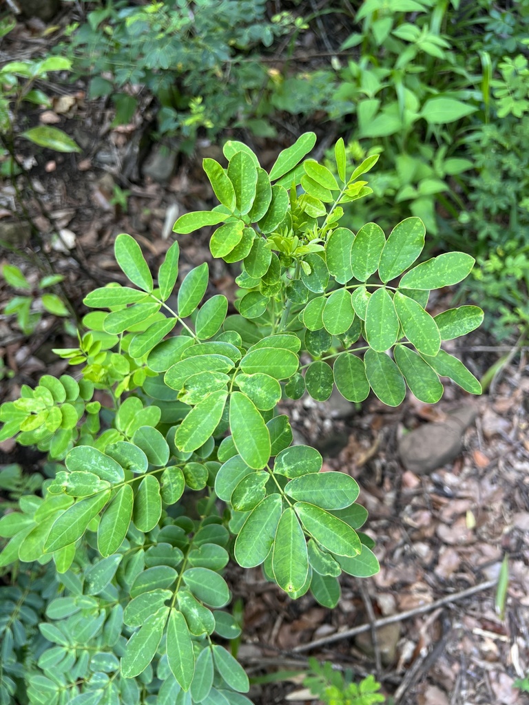 Christmas Senna from Nimbin, NSW, AU on November 22, 2023 at 08:06 AM ...