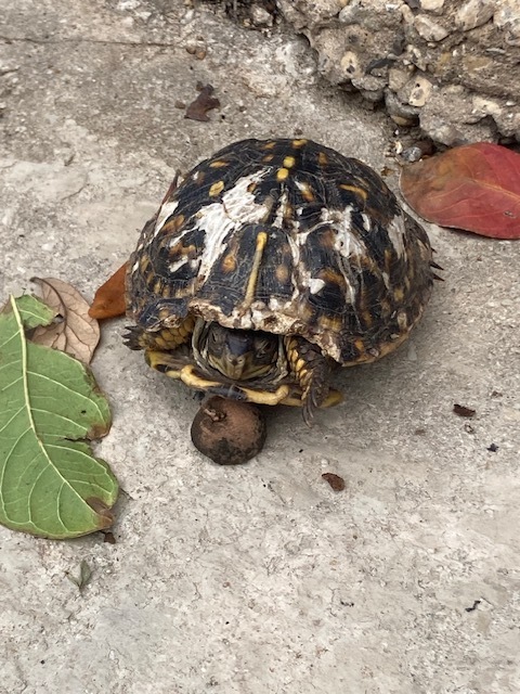 Ornate Box Turtle in November 2023 by ngtaylor59. Ornate Box Turtle ...
