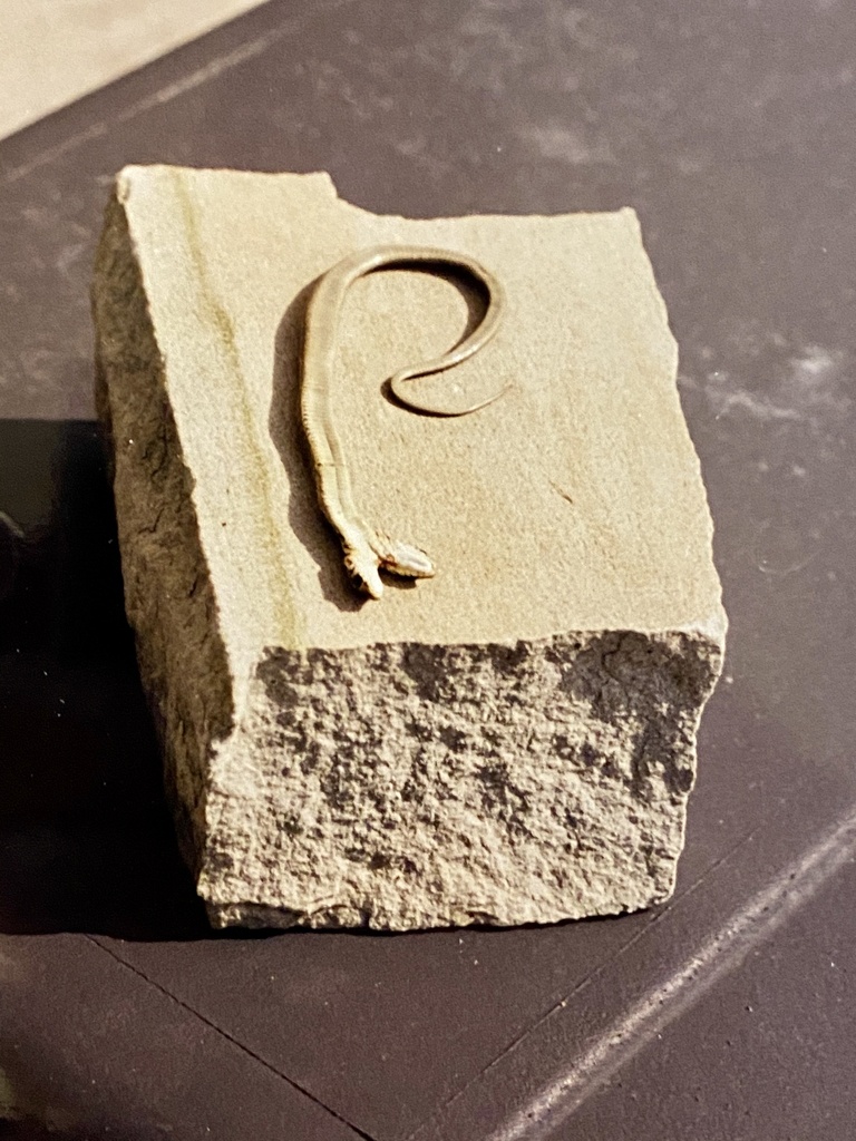 Eastern Garter Snake from 10 Line, Essa, ON, CA on September 1, 1996 at ...