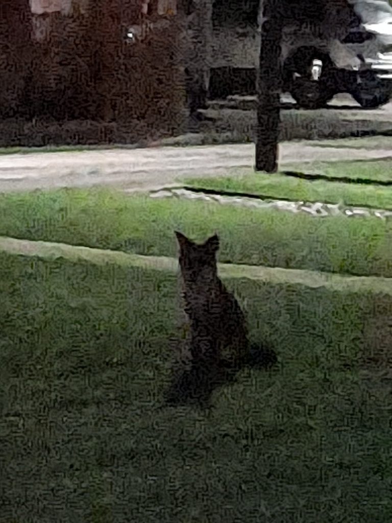 Red Fox in November 2023 by zoochris. Very dark photo but I was 10 ...