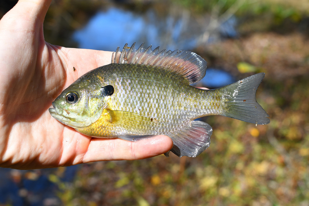 Bluegill from Crownsville, MD, USA on October 27, 2022 at 11:33 AM by ...