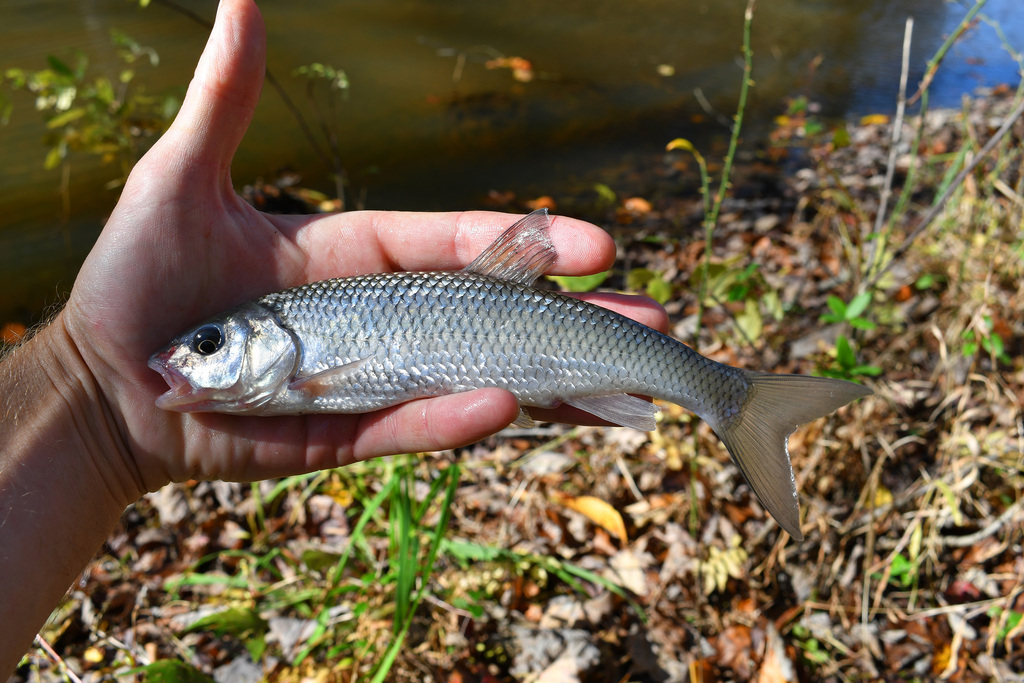 Fallfish from Anne Arundel County, MD, USA on October 27, 2022 at 11:33 ...