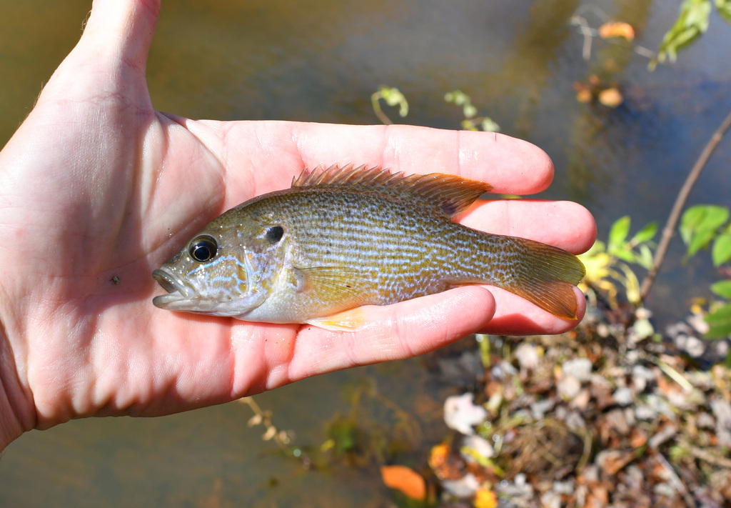 Green Sunfish from Anne Arundel County, MD, USA on October 27, 2022 at ...