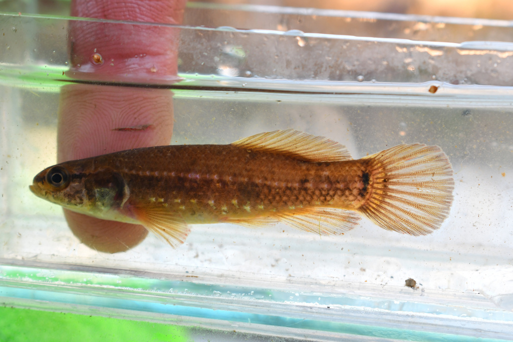 Eastern Mudminnow from Crownsville, MD, USA on October 27, 2022 at 11: ...