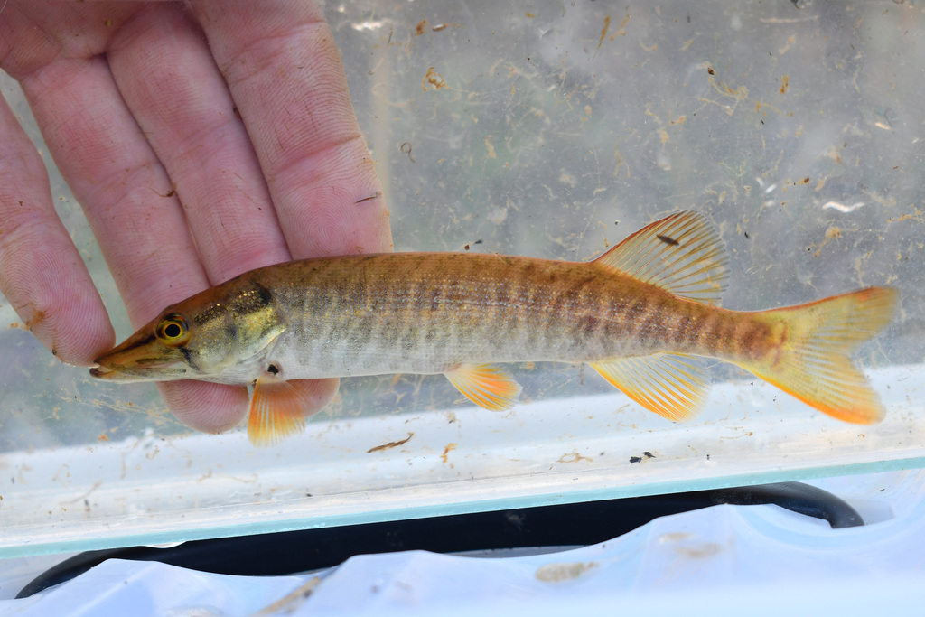 Redfin Pickerel from Crownsville, MD, USA on October 27, 2022 at 11:33 ...