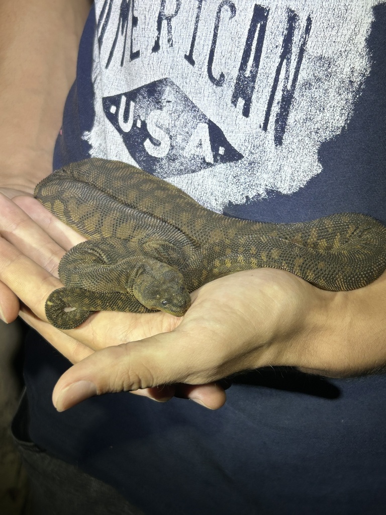 Arafura File Snake in November 2023 by cain_lingrell · iNaturalist