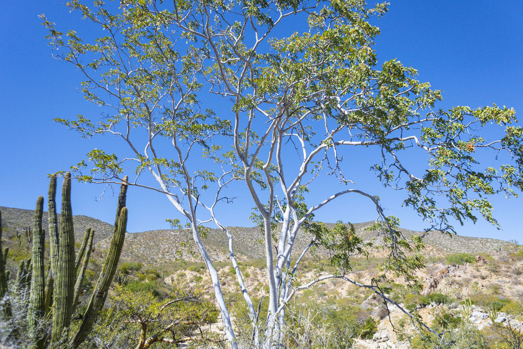 Palo Blanco from La Paz, BCS, Mexico on March 4, 2023 at 01:20 PM by ...