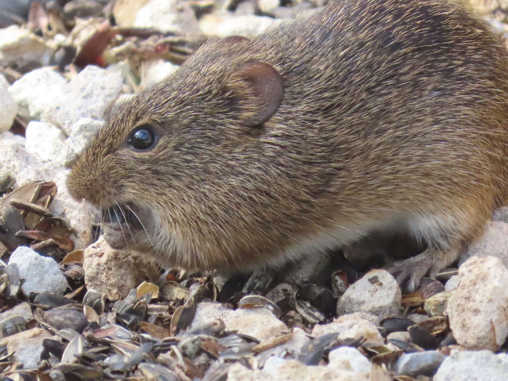 Hispid Cotton Rat from Celery Fields, Sarasota, FL 34240, USA on ...